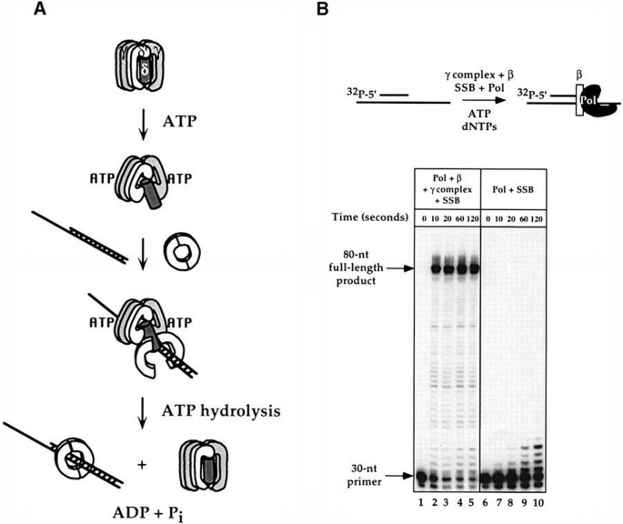 Division of labor—sequential ATP hydrolysis drives assembly of a DNA ...