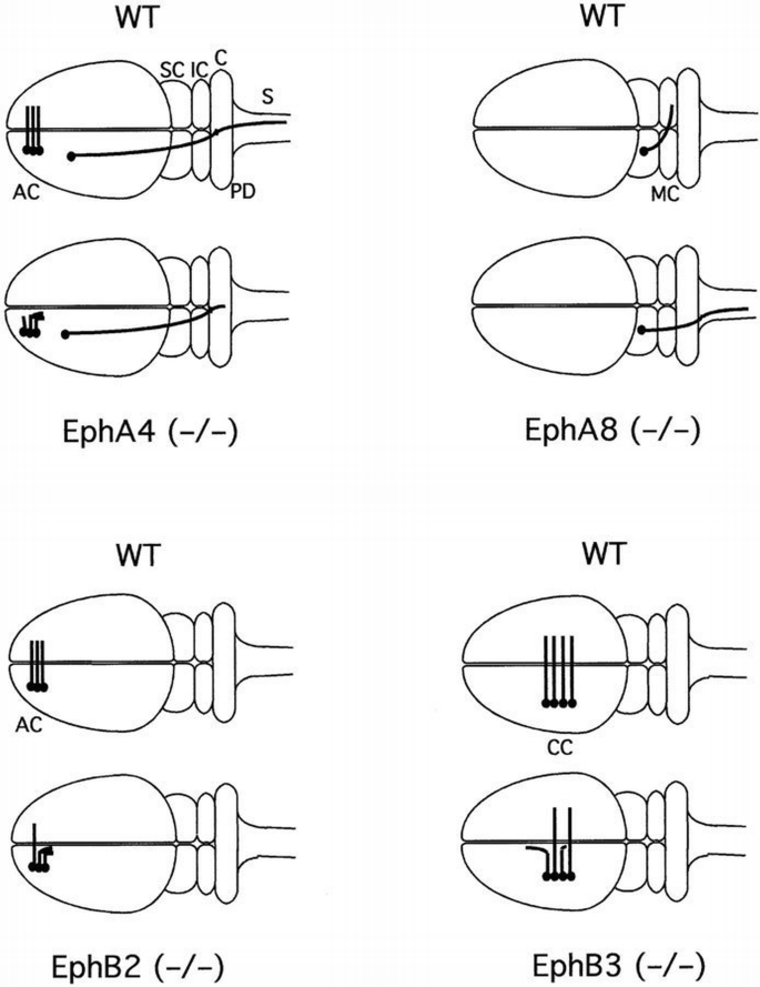 Ephrins and their Eph receptors: multitalented directors of embryonic ...