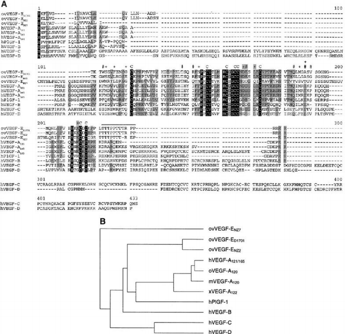 A novel vascular endothelial growth factor encoded by Orf virus, VEGF‐E ...