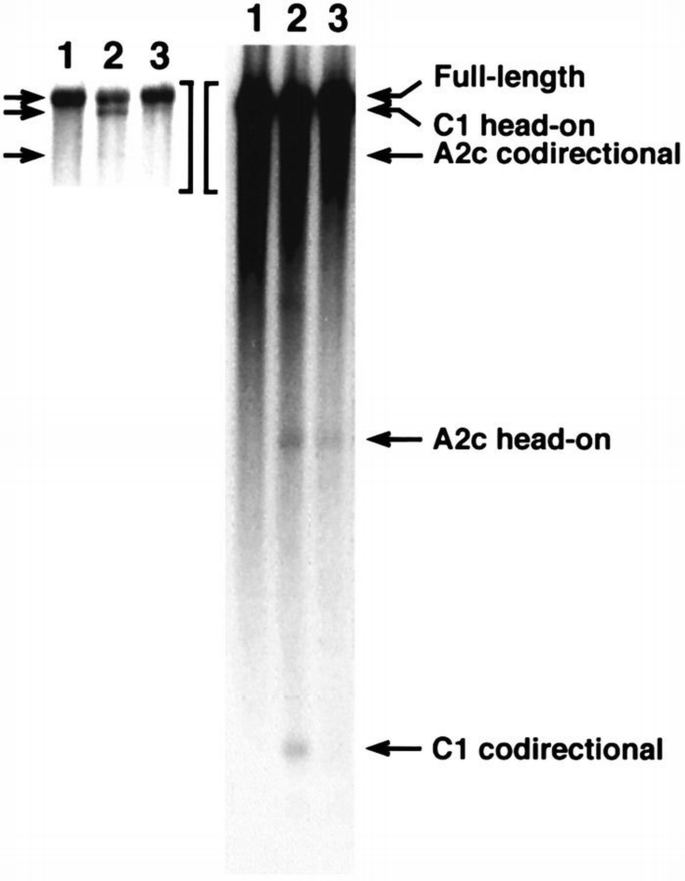 Resolution of head‐on collisions between the transcription machinery ...