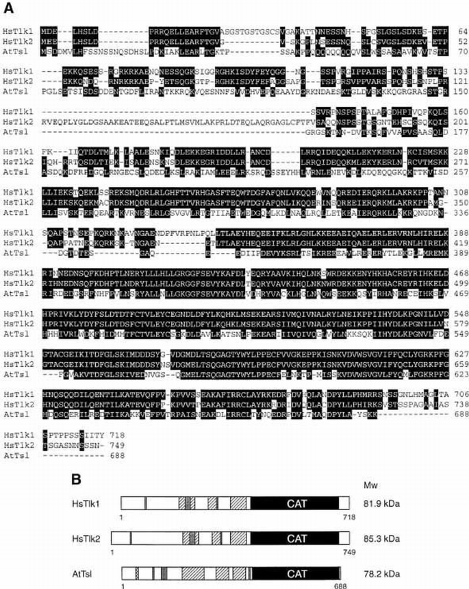 Mammalian homologues of the plant Tousled gene code for cell‐cycle ...
