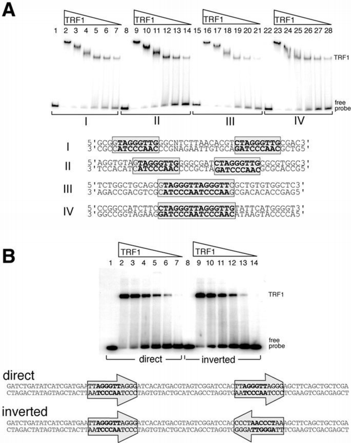 TRF1 binds a bipartite telomeric site with extreme spatial flexibility ...