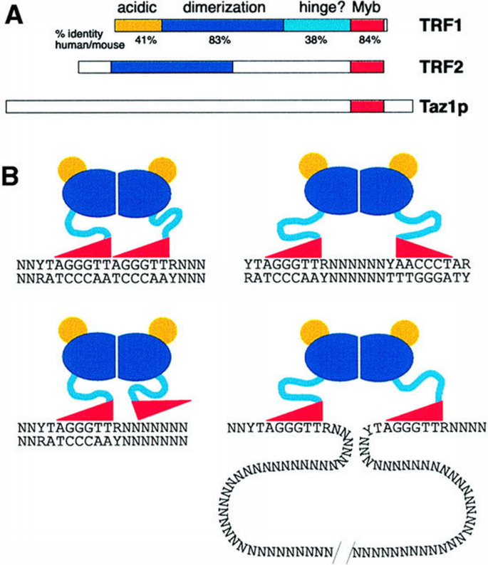TRF1 binds a bipartite telomeric site with extreme spatial flexibility ...