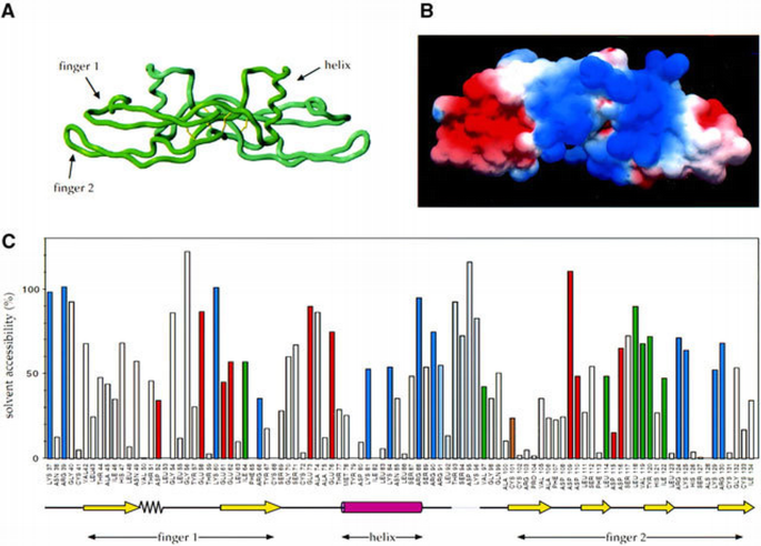 Distinct structural elements in GDNF mediate binding to GFRα1 and ...