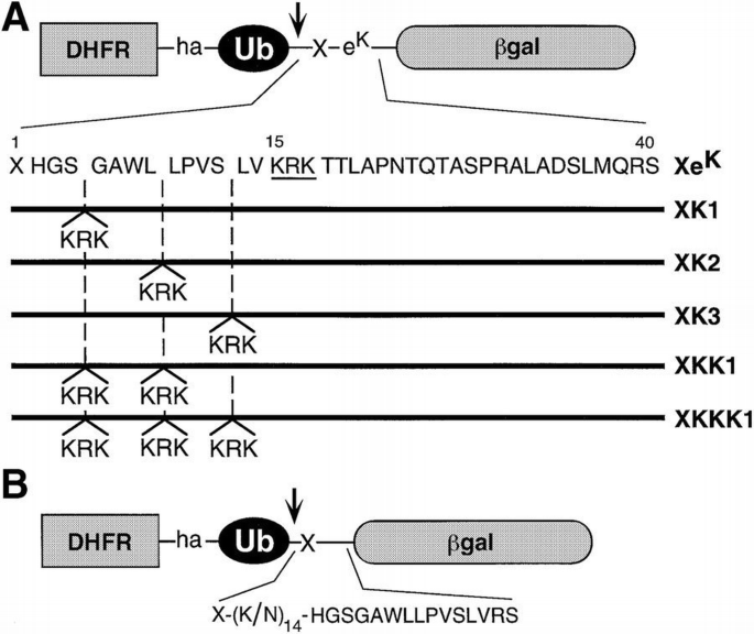 Degradation signals in the lysine–asparagine sequence space | The EMBO ...