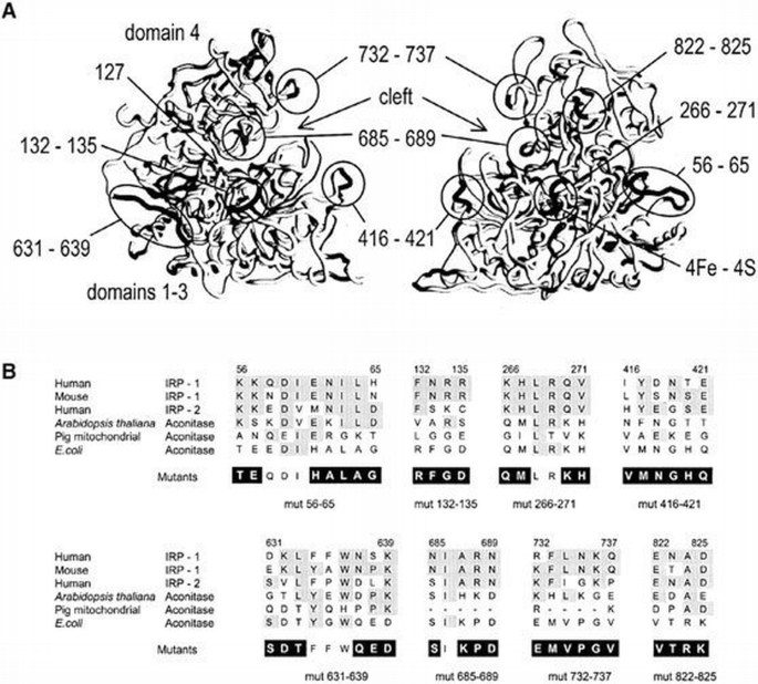 Identification of RNA‐binding surfaces in iron regulatory protein‐1 ...