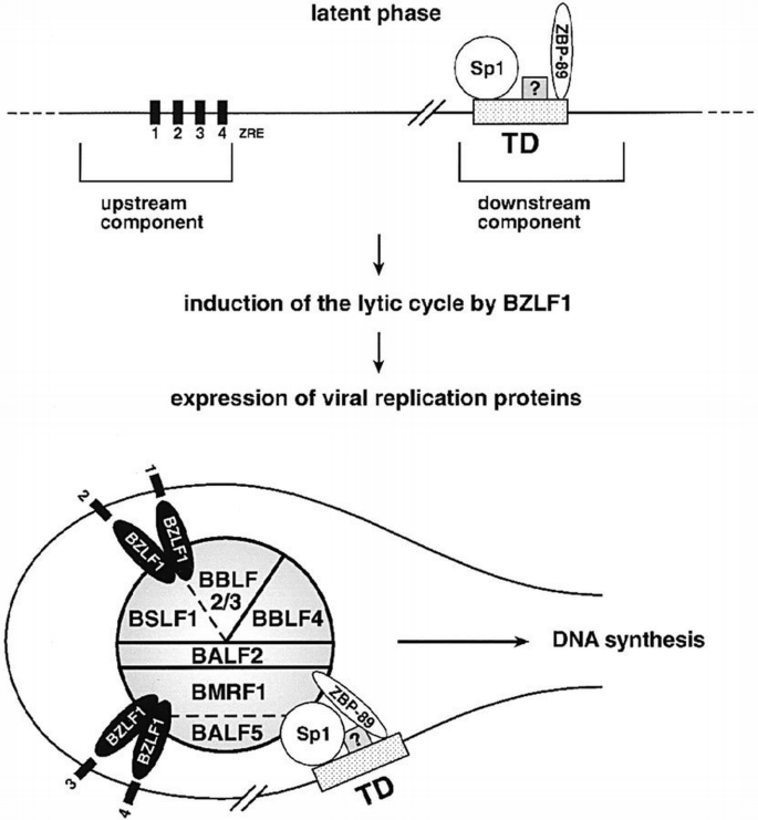 Cellular transcription factors recruit viral replication proteins to ...