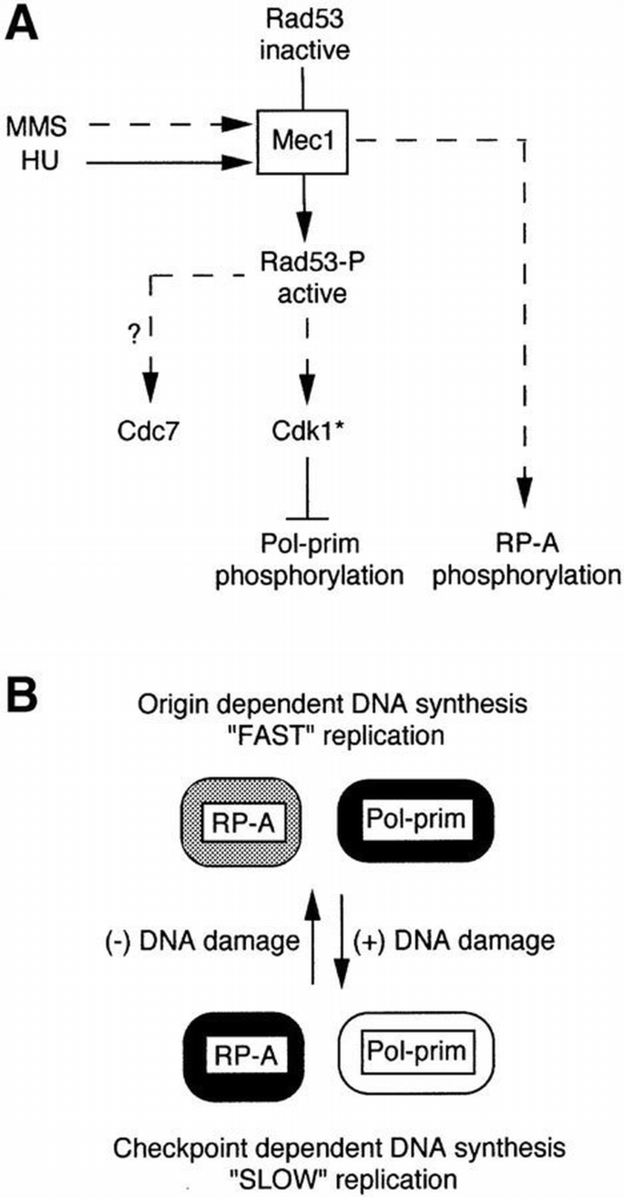 Activation of Rad53 kinase in response to DNA damage and its effect in ...
