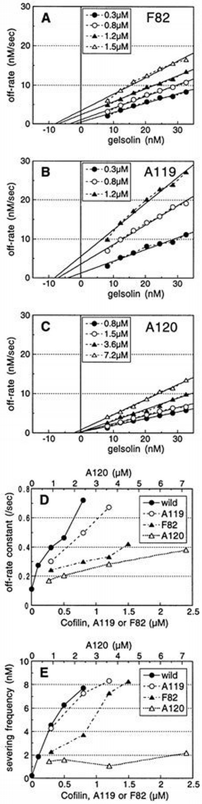 Two activities of cofilin, severing and accelerating directional ...