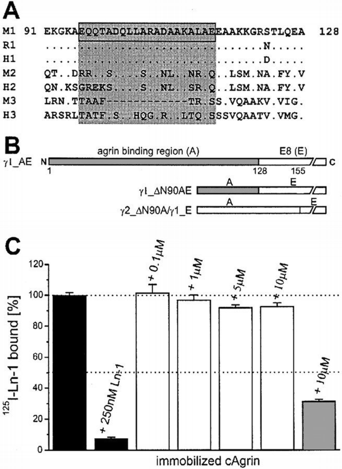 Interaction of agrin with laminin requires a coiled‐coil conformation ...