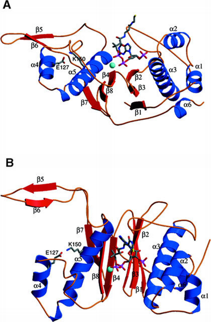 Crystal structure of the surfactin synthetase‐activating enzyme Sfp: a ...