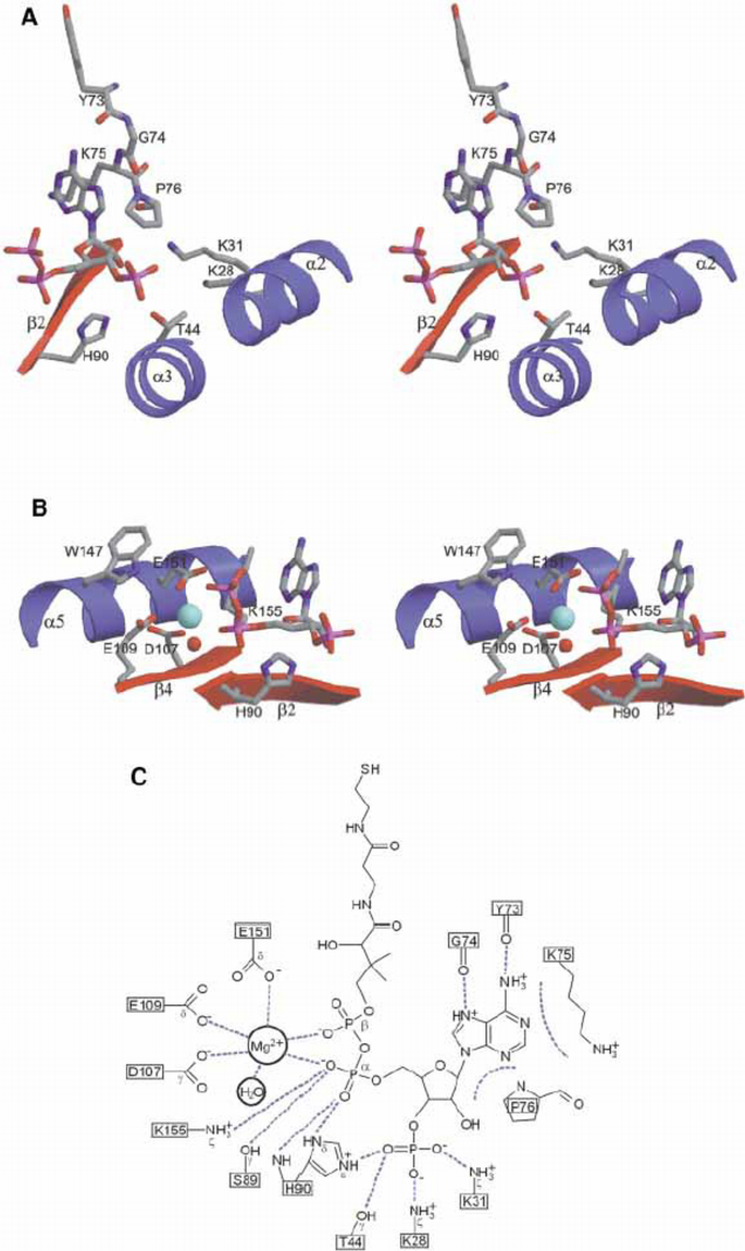 Crystal structure of the surfactin synthetase‐activating enzyme Sfp: a ...
