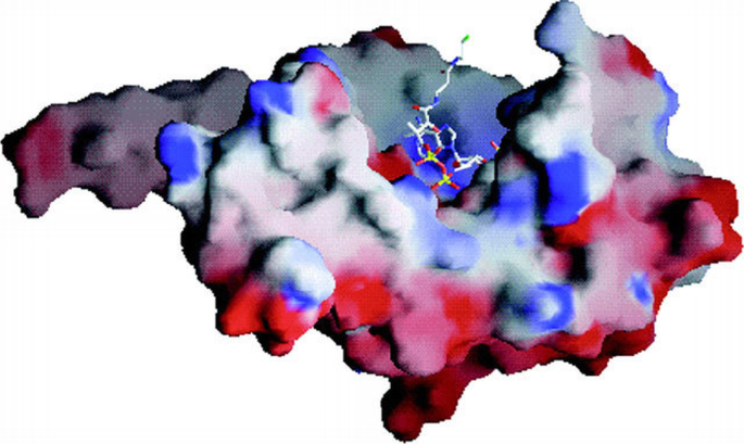 Crystal structure of the surfactin synthetase‐activating enzyme Sfp: a ...