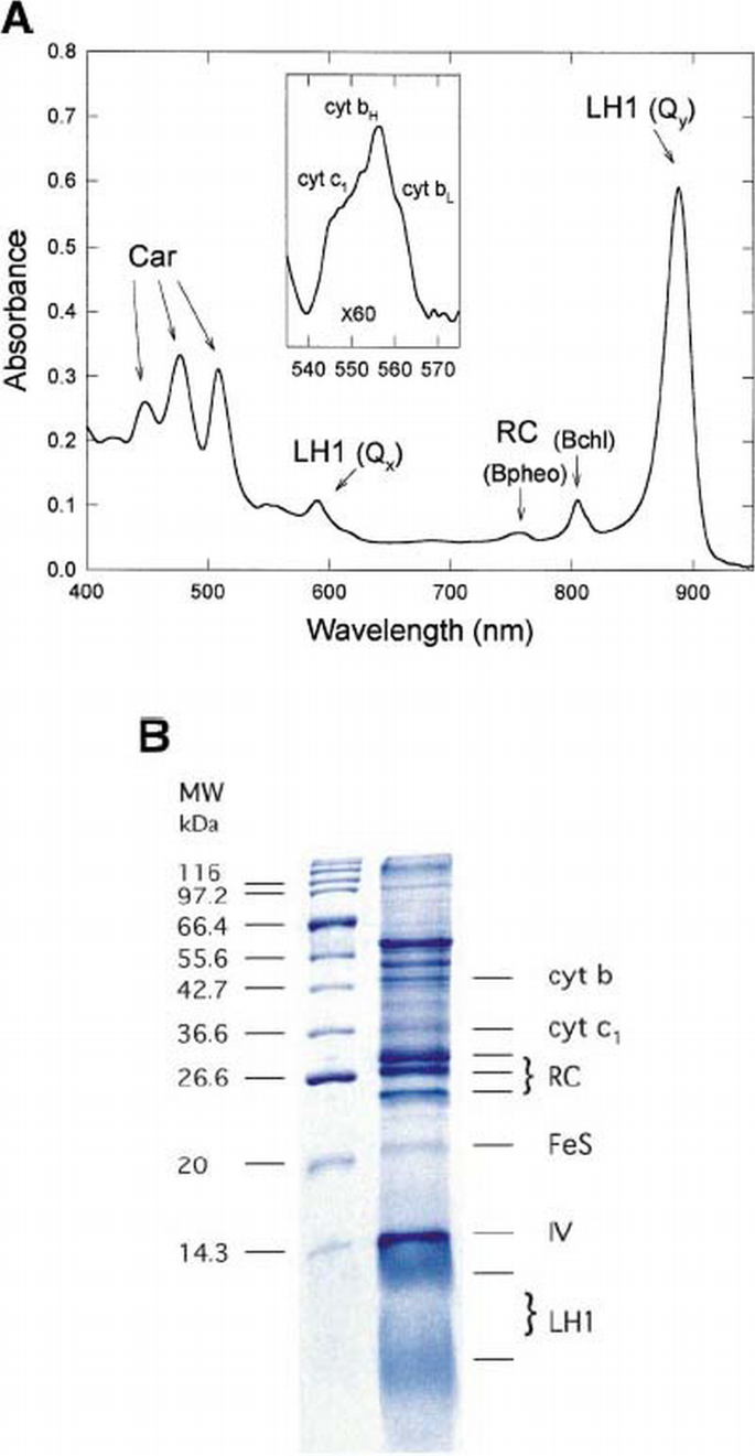 Supramolecular organization of the photosynthetic apparatus of ...