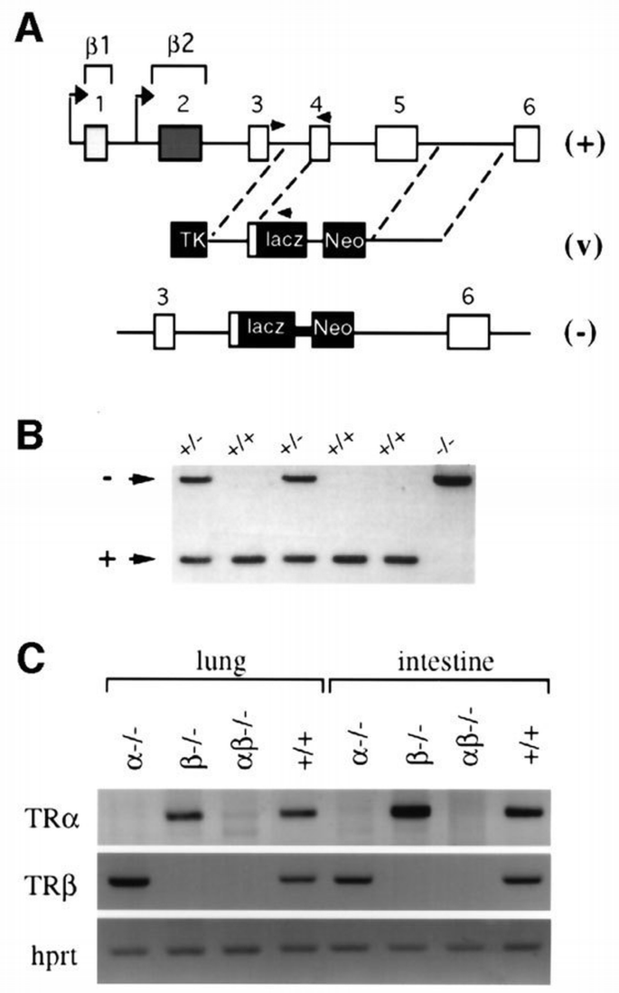 Different functions for the thyroid hormone receptors TRα and TRβ in ...