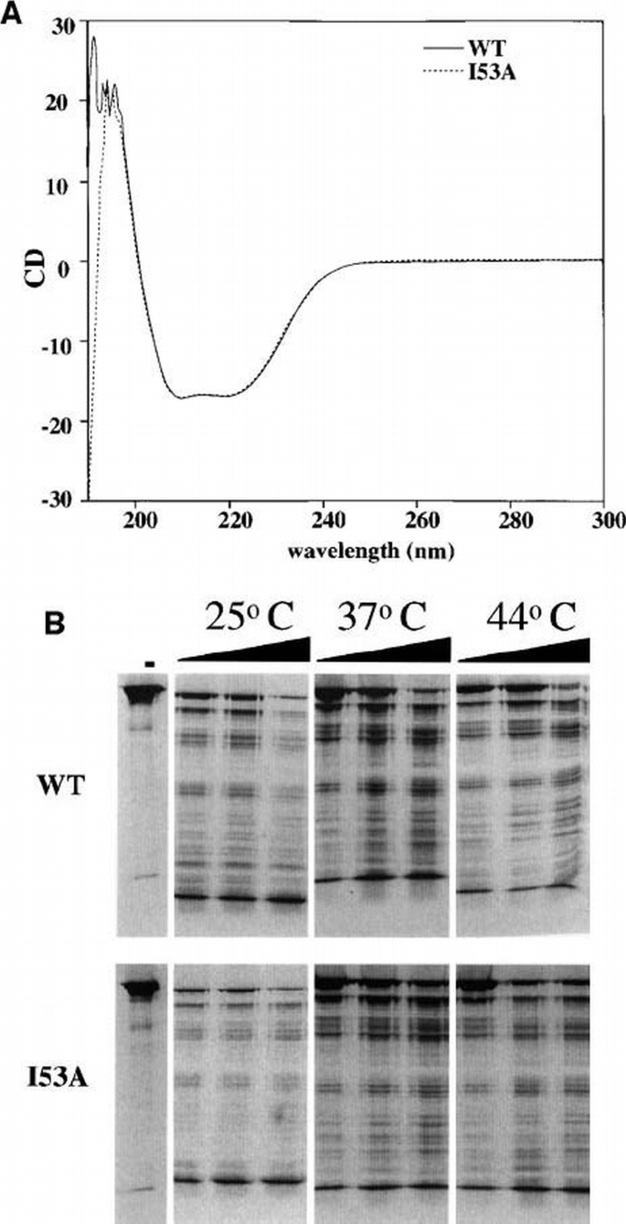 A mutation in region 1.1 of σ70 affects promoter DNA binding by ...