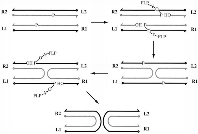 Wild‐type Flp recombinase cleaves DNA in trans | The EMBO Journal