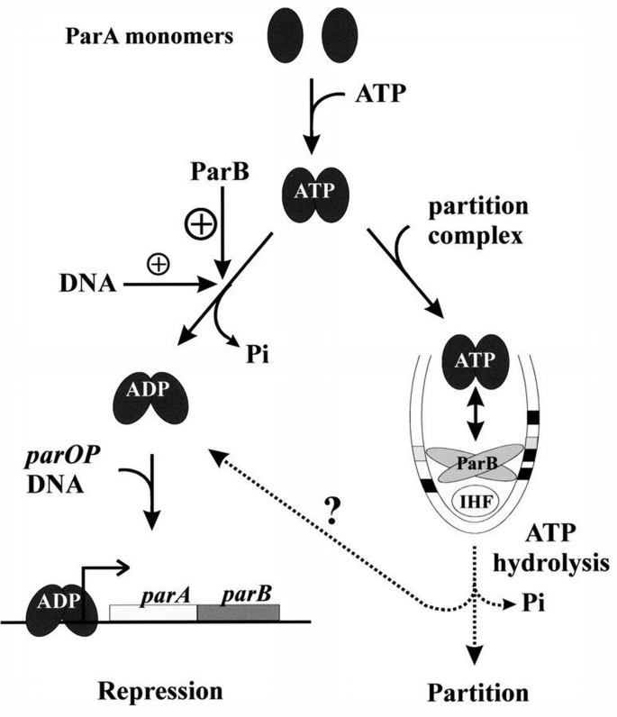 P1 ParA interacts with the P1 partition complex at parS and an ATP–ADP ...