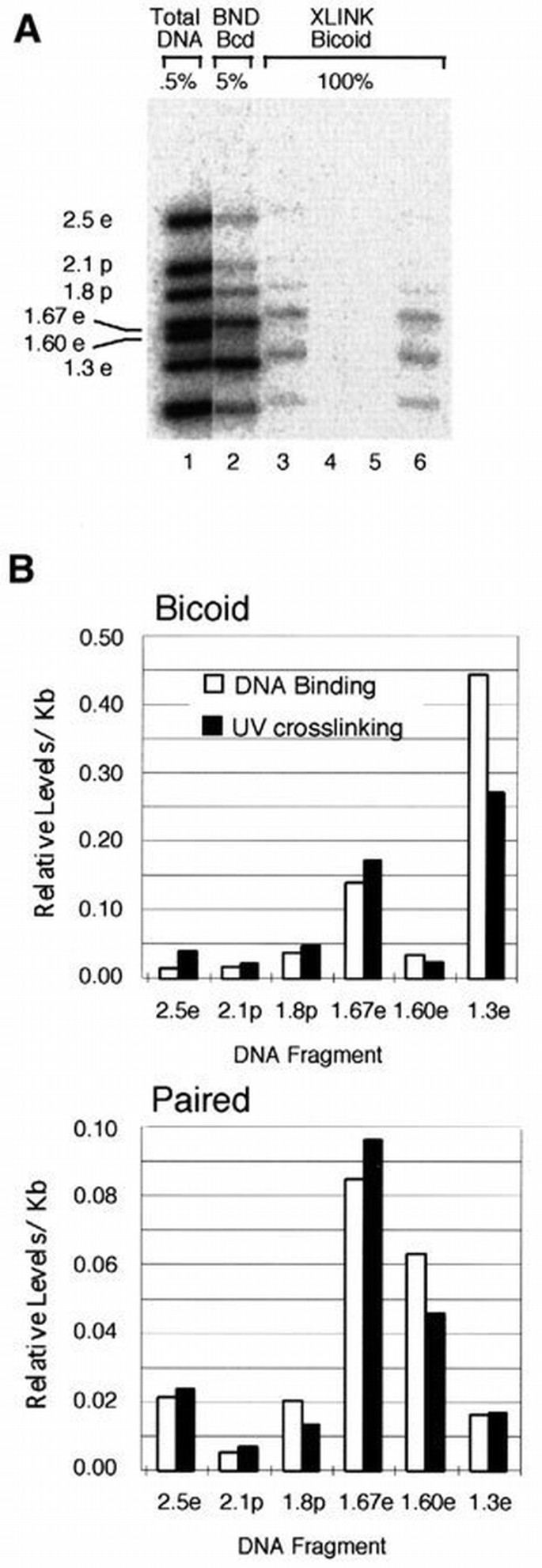 A comparison of in vivo and in vitro DNA‐binding specificities suggests ...
