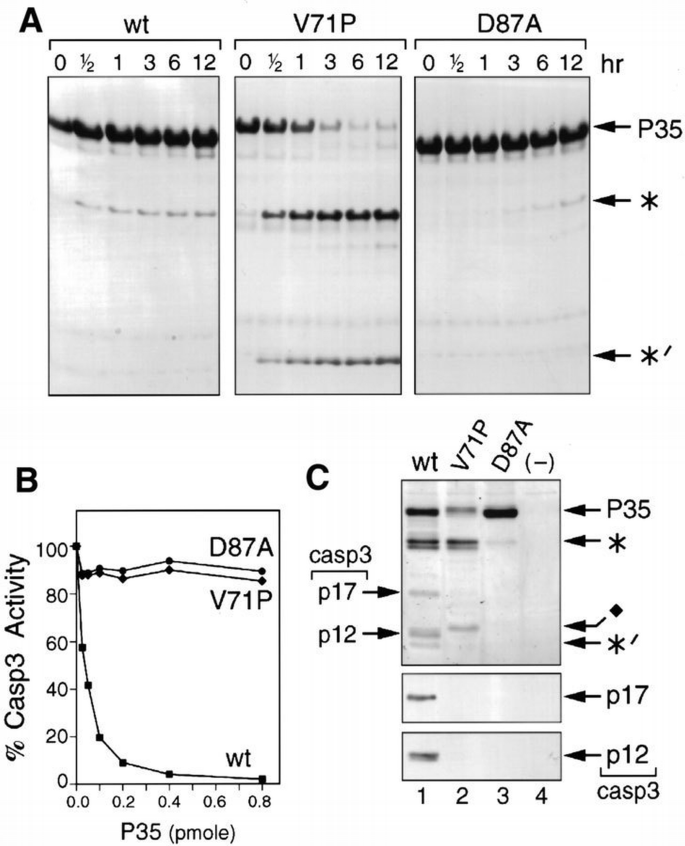 Crystal structure of baculovirus P35: role of a novel reactive site ...