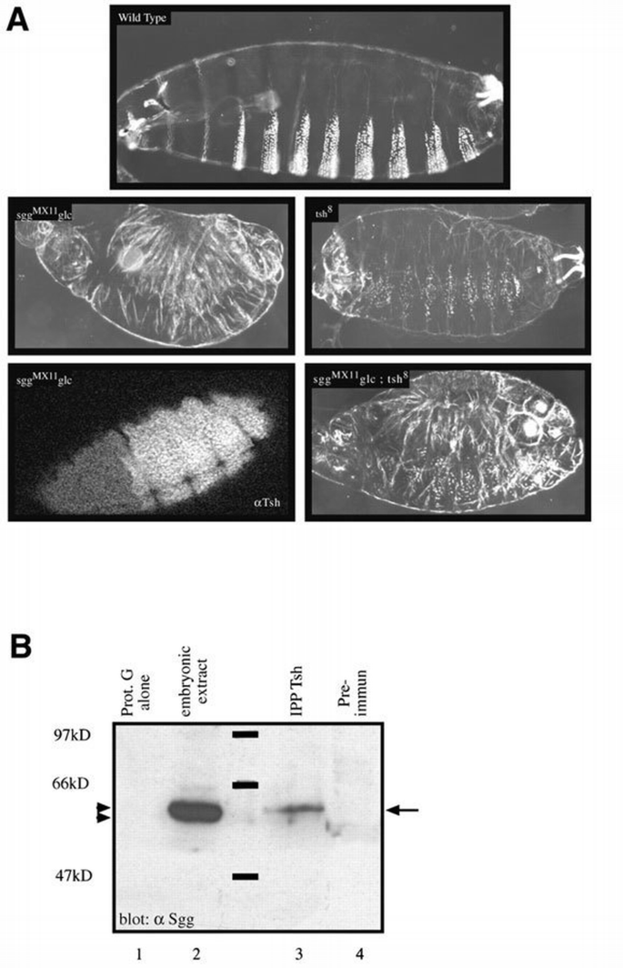 The C‐terminal domain of Armadillo binds to hypophosphorylated Teashirt ...