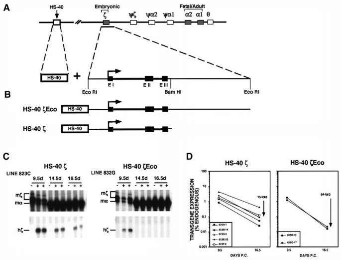 A 3′‐flanking NF‐κB site mediates developmental silencing of the human ...