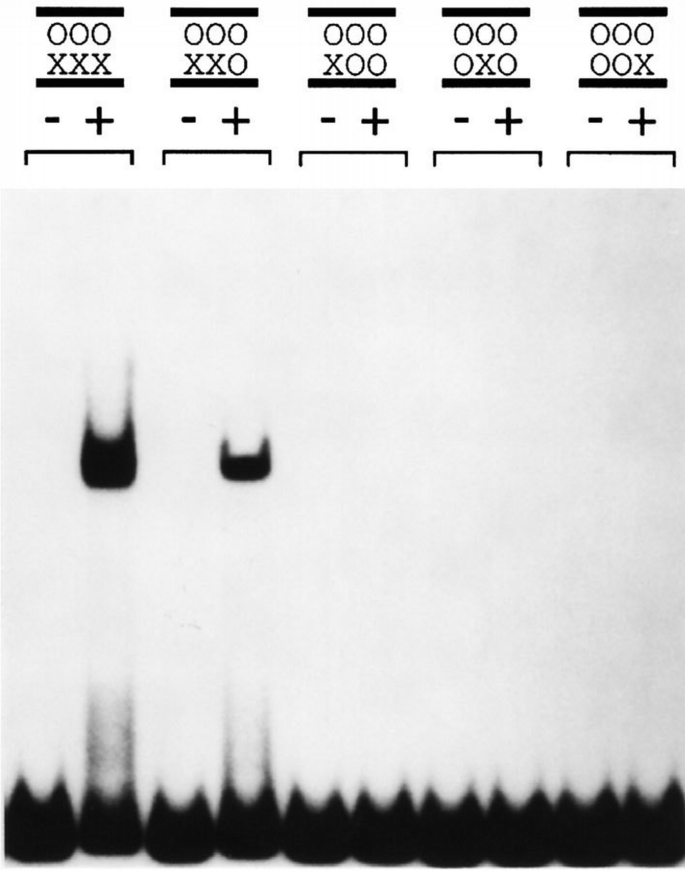 Binding of SeqA protein to DNA requires interaction between two or more ...