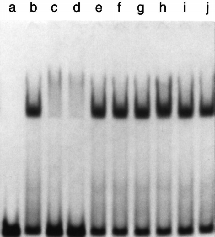 Binding of SeqA protein to DNA requires interaction between two or more ...