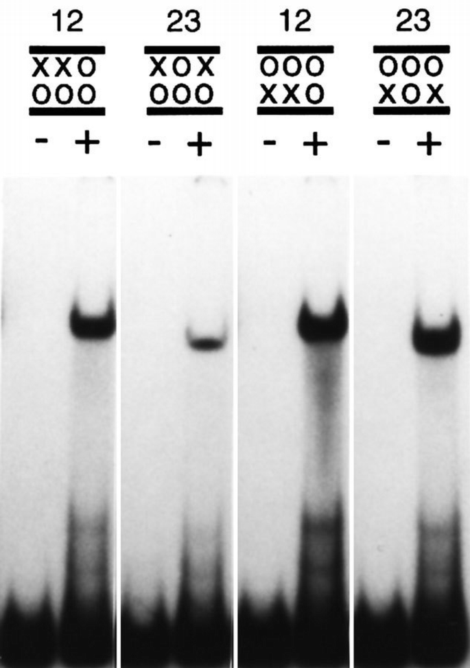 Binding of SeqA protein to DNA requires interaction between two or more ...