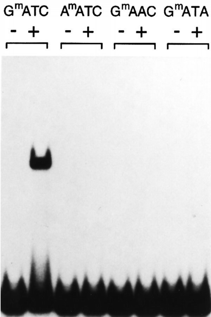 Binding of SeqA protein to DNA requires interaction between two or more ...