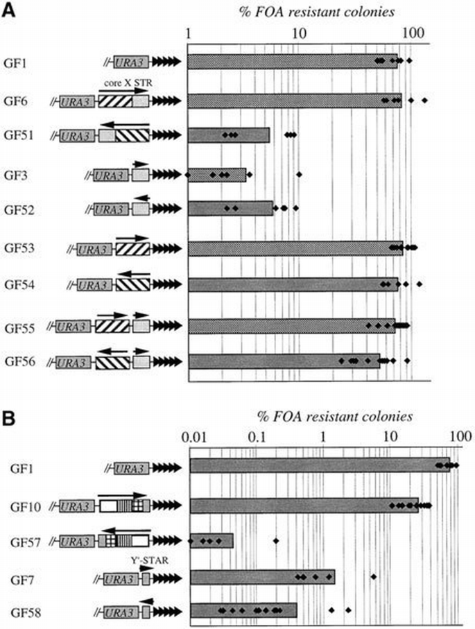 Cohabitation of insulators and silencing elements in yeast subtelomeric ...
