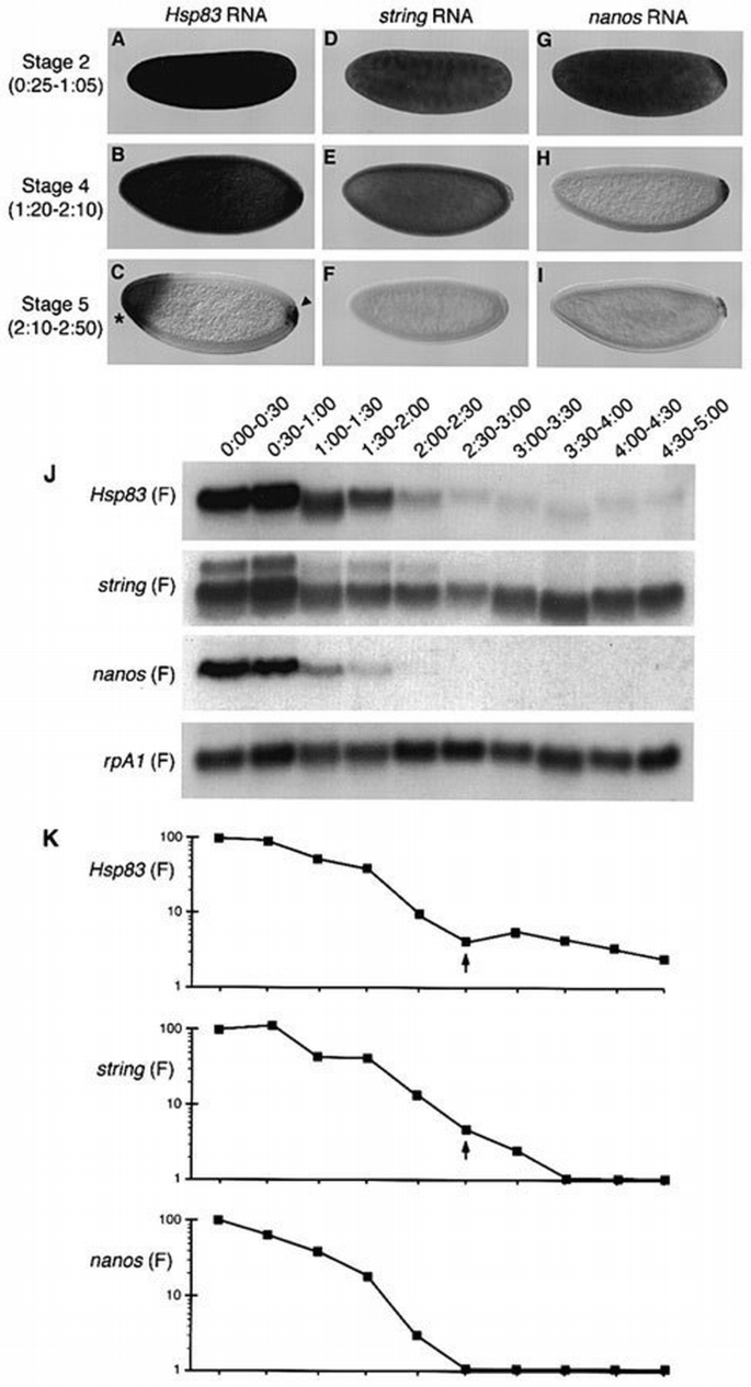 Joint action of two RNA degradation pathways controls the timing of ...