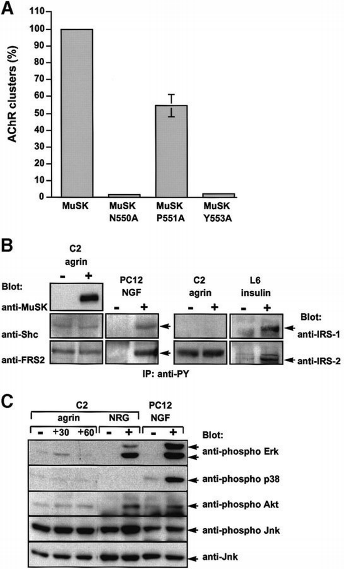 The juxtamembrane region of MuSK has a critical role in agrin‐mediated ...