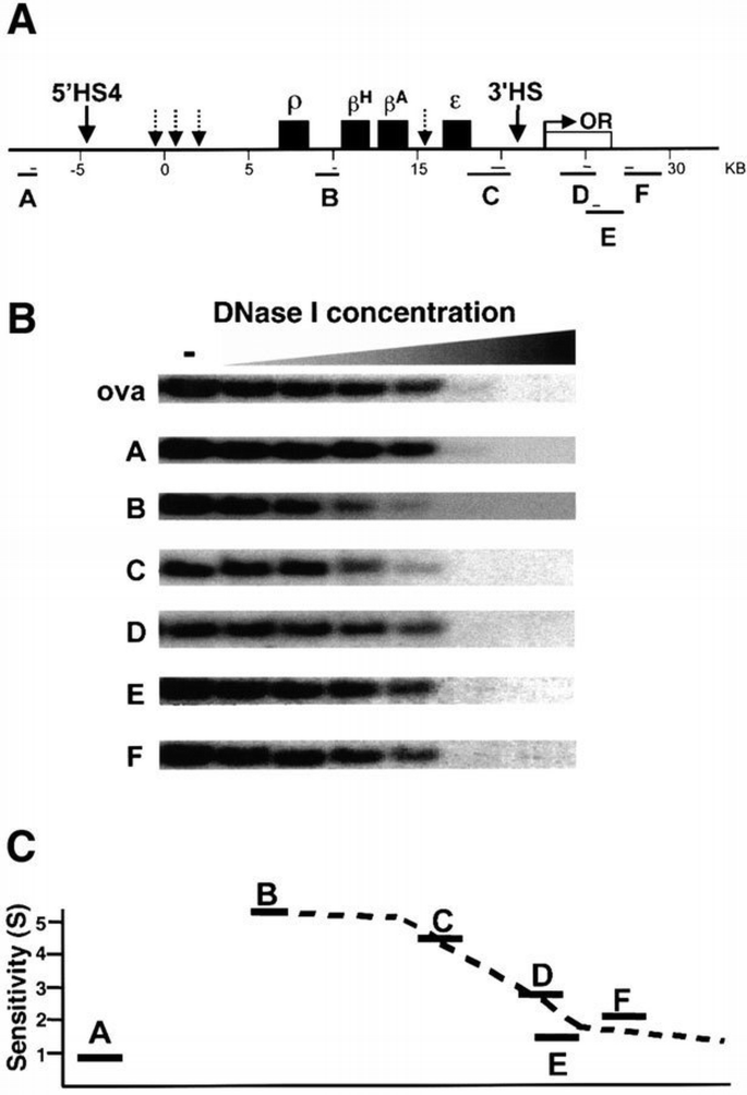 Structural and functional conservation at the boundaries of the chicken ...