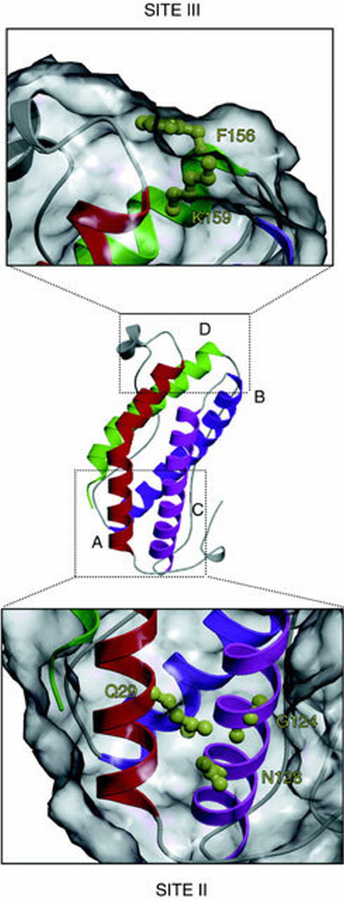 Receptor recognition by gp130 cytokines | The EMBO Journal | Springer ...