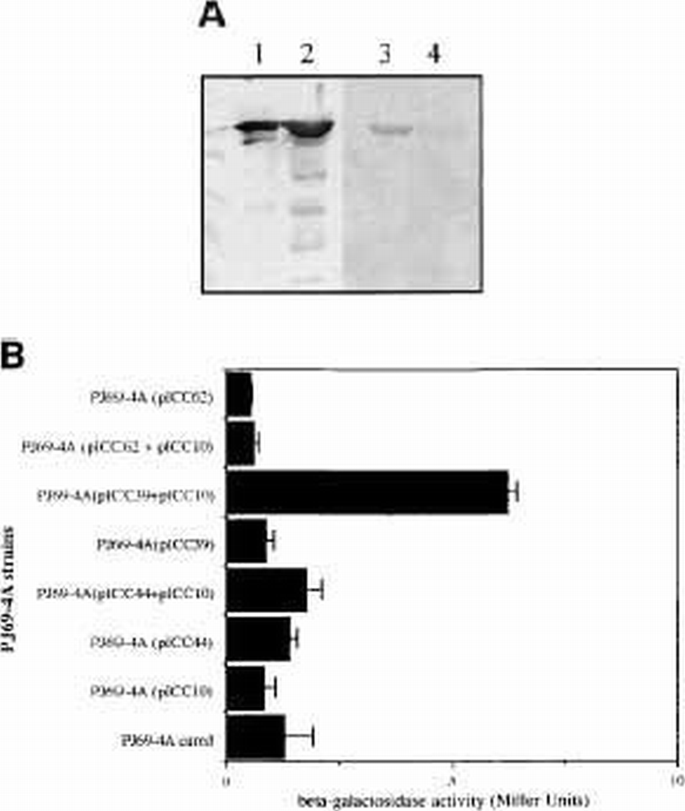 Structural basis for recognition of the translocated intimin receptor ...