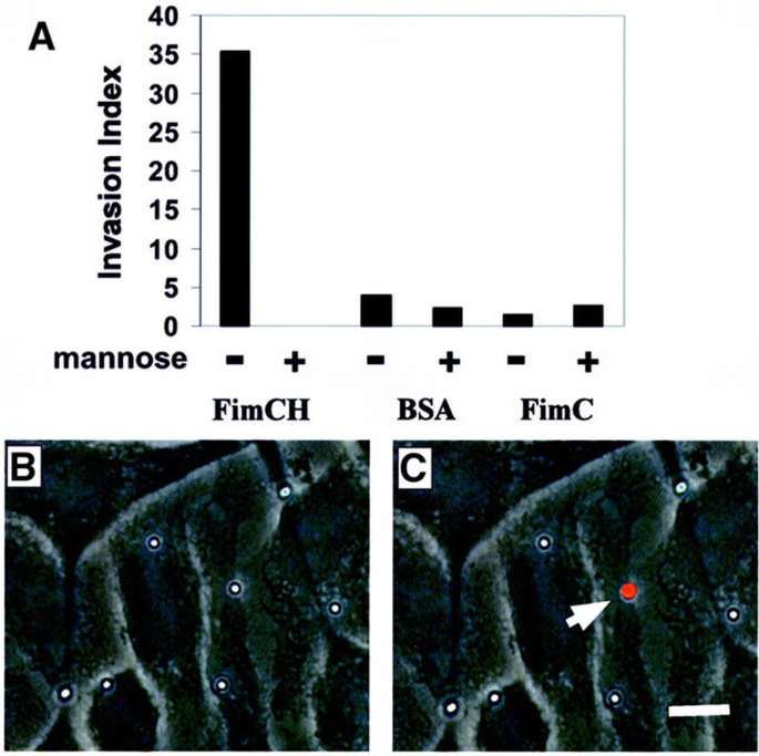 Type 1 pilus‐mediated bacterial invasion of bladder epithelial cells ...
