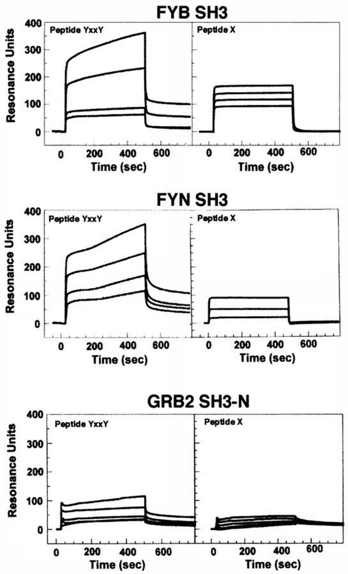 SH3 domain recognition of a proline‐independent tyrosine‐based RKxxYxxY ...