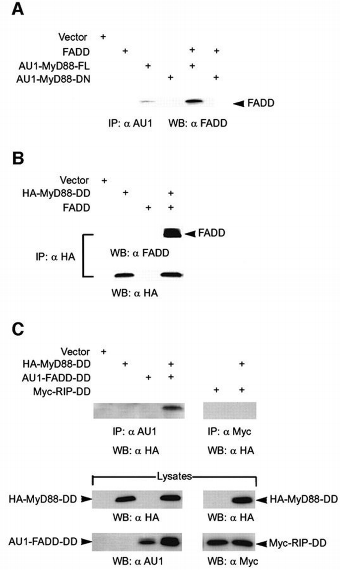 The apoptotic signaling pathway activated by Toll‐like receptor‐2 | The ...