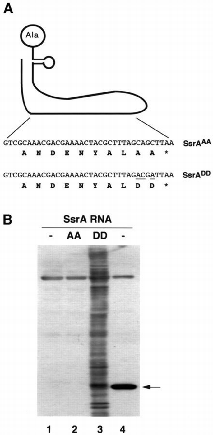SsrA‐mediated tagging and proteolysis of LacI and its role in the ...