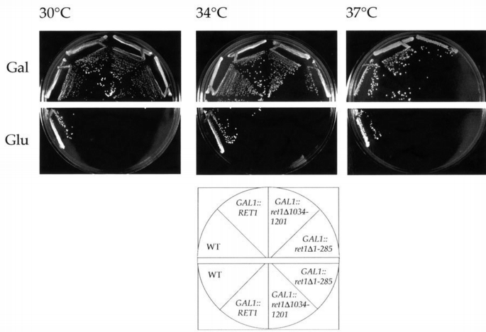 COP I domains required for coatomer integrity, and novel interactions ...
