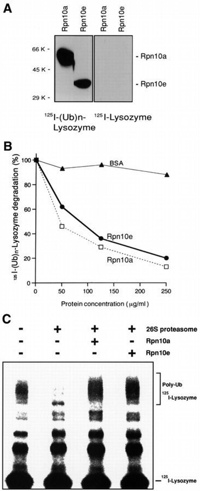 Developmentally regulated, alternative splicing of the Rpn10 gene ...