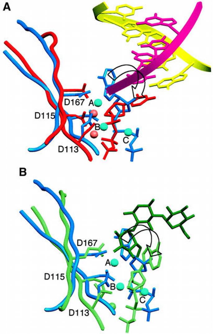 Crystal structure of mammalian poly(A) polymerase in complex with an ...