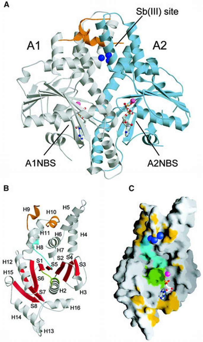 Structure of the ArsA ATPase: the catalytic subunit of a heavy metal ...