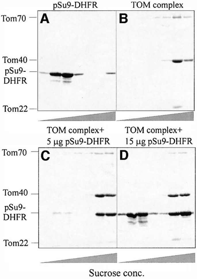 Recognition of preproteins by the isolated TOM complex of mitochondria ...