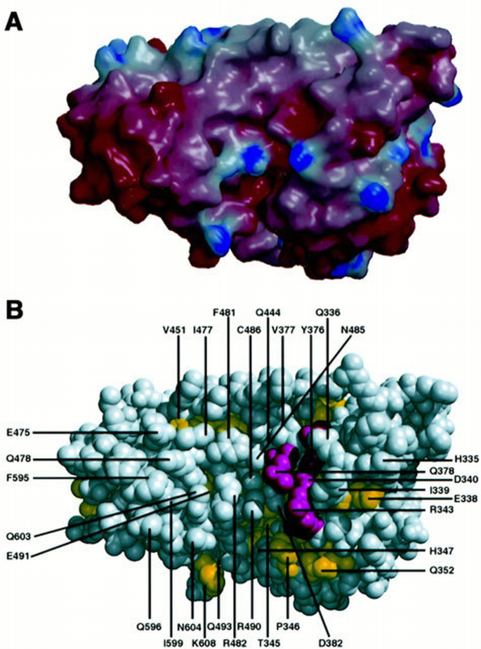 Crystal structure of the GAP domain of Gyp1p: first insights into ...