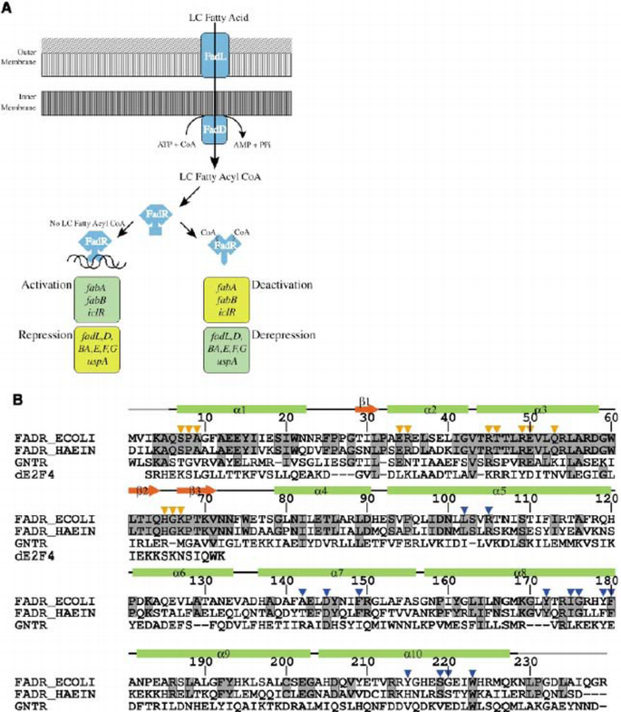 Crystal structure of FadR, a fatty acid‐responsive transcription factor ...