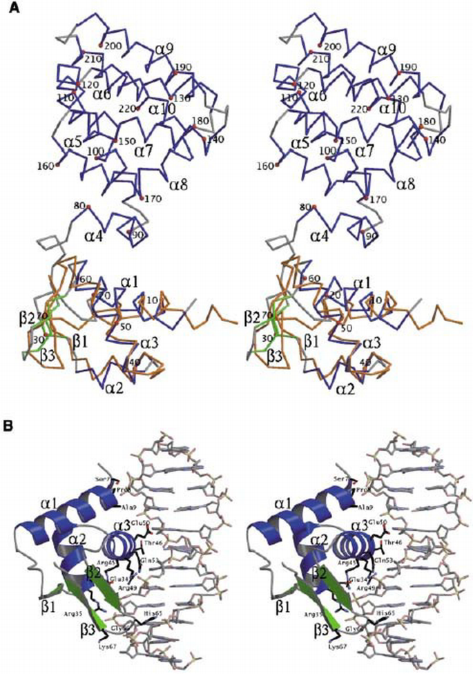 Crystal structure of FadR, a fatty acid‐responsive transcription factor ...