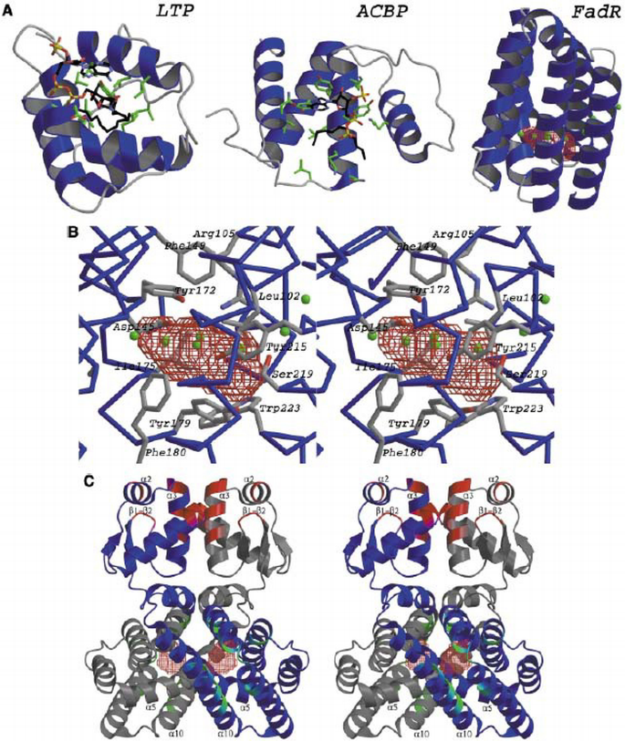 Crystal structure of FadR, a fatty acid‐responsive transcription factor ...