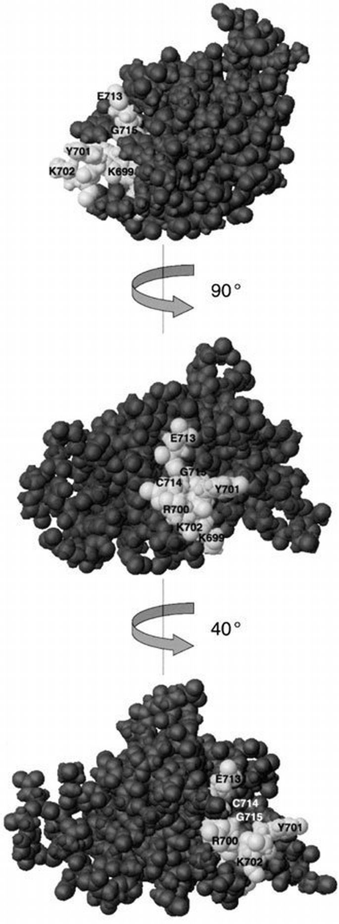 Mapping the fMet‐tRNAfMet binding site of initiation factor IF2 | The ...